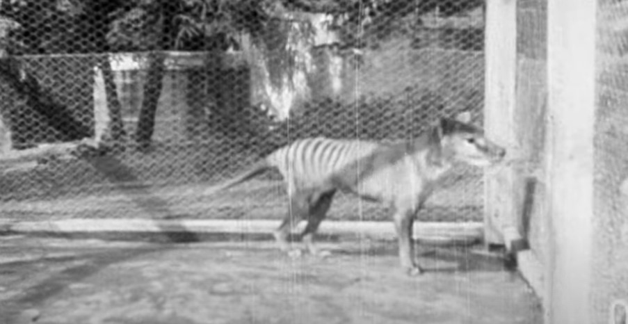 Na zemlji ih nema već decenijama: Objavljen poslednji snimak ...