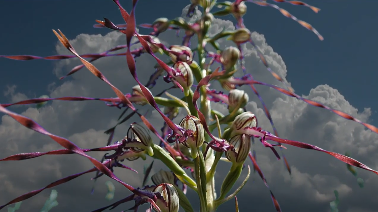 Jadranska kozonoška: Prelepa divlja ORHIDEJA sa 40 cvetova, raste u ...