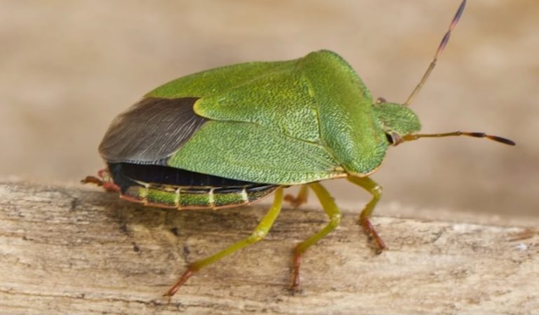 Kako se rešiti smrdibuba u bašti i kući na prirodan način - Objektiv