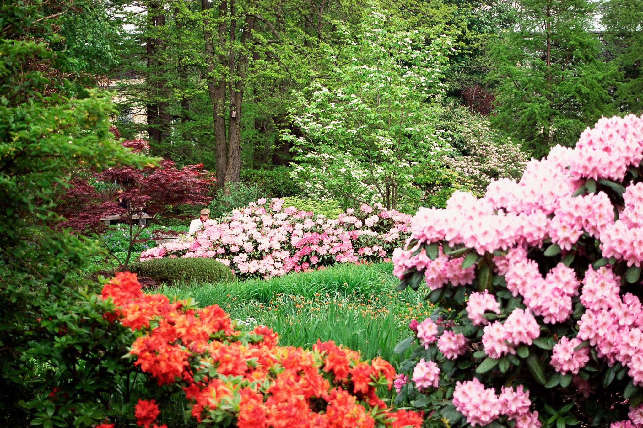 Višegodišnje cveće za dvorište koje je lako za održavanje - Objektiv