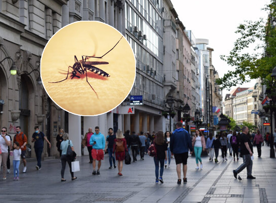 Zbog njih LUDIMO svaki dan: Otkriveno kako komarci biraju svoje žrtve ...