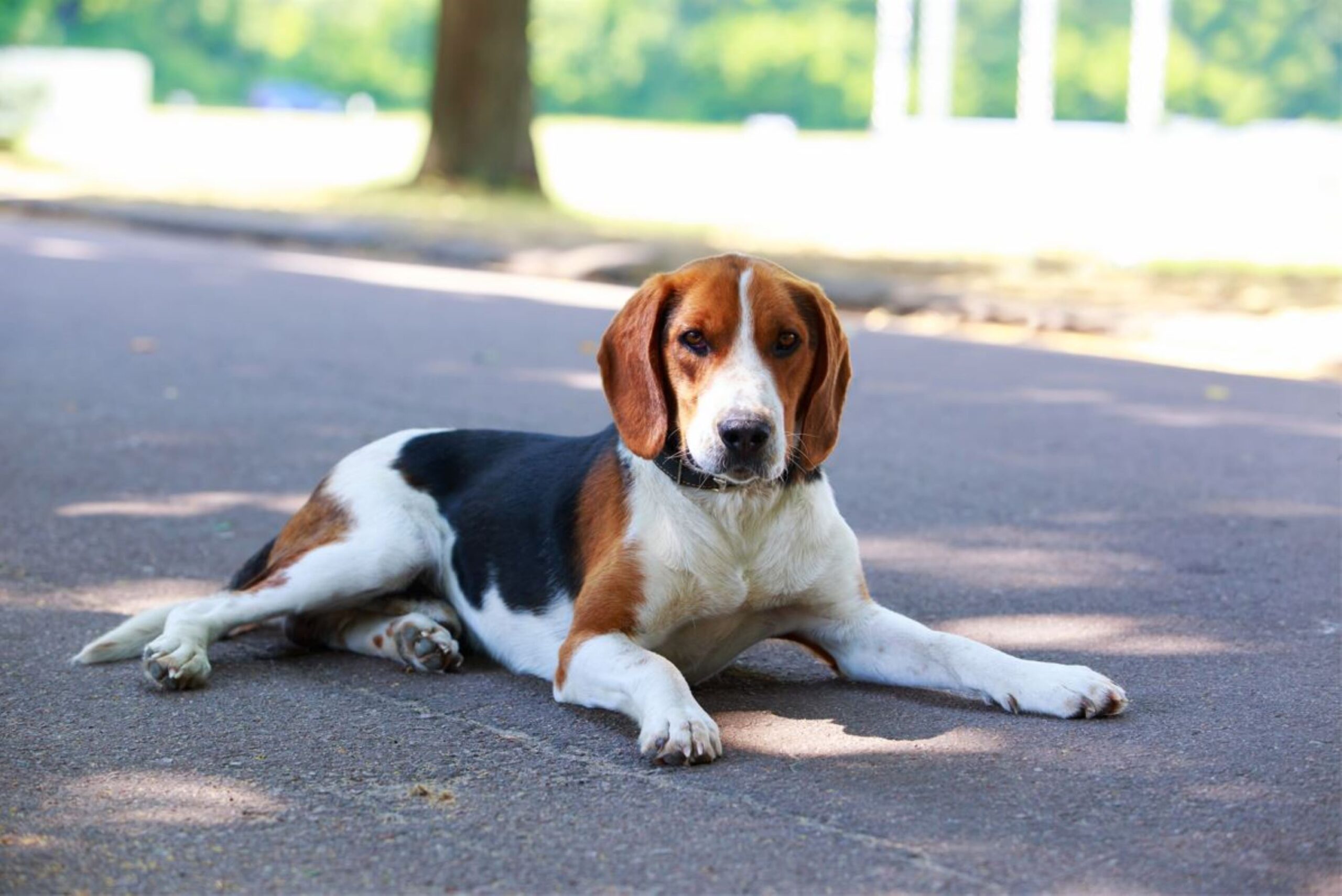 Buve i gliste kod kućnih ljubimaca: Kako da ih prepoznate, ali i ...