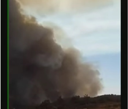 Vatra i dalje divlja u Grčkoj: Na Rodosu gori džinovsko drveće (VIDEO ...
