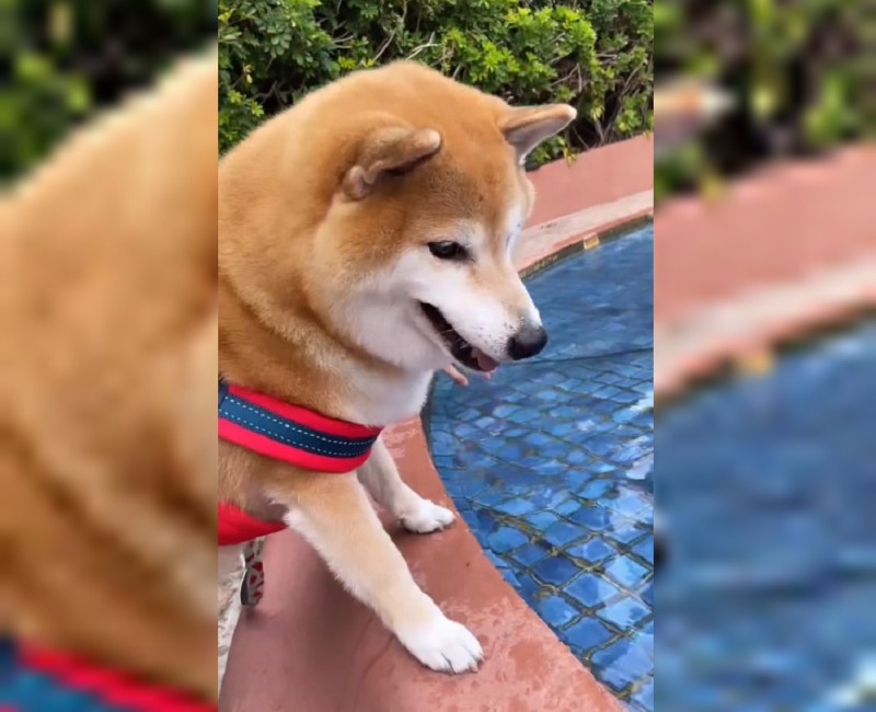 Legenda interneta se preselila u večnost: Svet se oprašta od najpoznatijeg psa - Objektiv