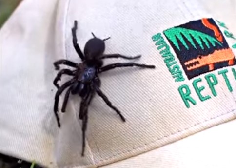 Ovo je Herkules, najveći smrtonosni pauk Australije (FOTO/VIDEO) - Objektiv